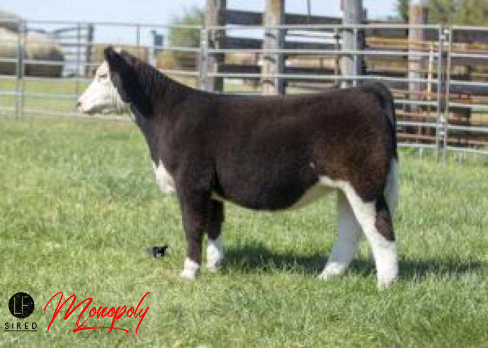 Don’t miss Miller Cattle Co ⭐️TODAY⭐️ on CW Cattle Sales! | Lautner Farms