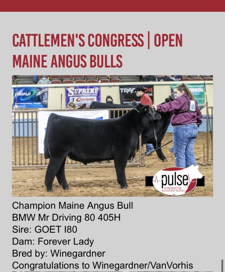Cattlemen’s Congress Open Maine Angus Bulls :: sired by I-80 | Lautner ...