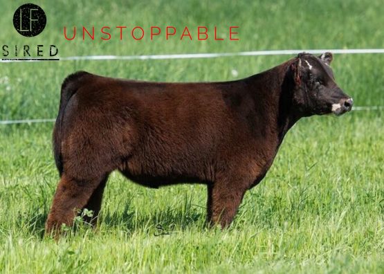 Unstoppable x (Bodacious x Meyer) available first come, first serve ...