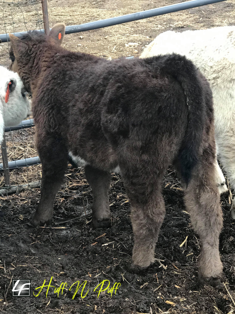 Huff N Puff x Alias bull calf from Seth Shaver of Kansas! | Lautner Farms