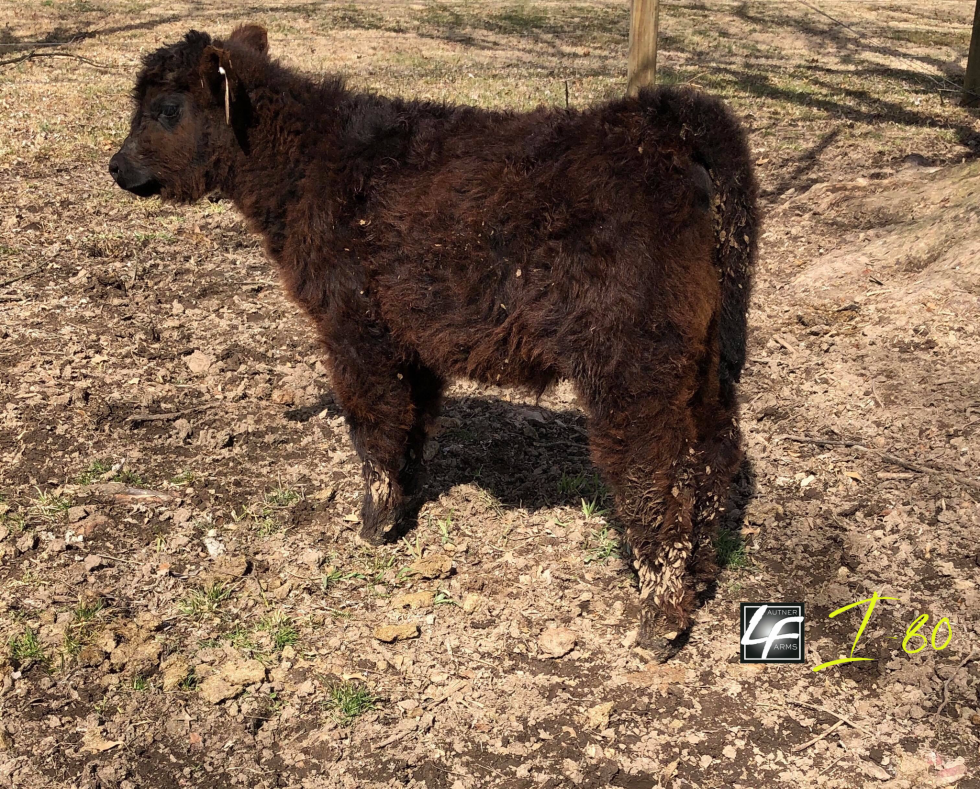 Awesome I-80 x MAB Steer! PRICED TO SELL at Brooks Weszely Cattle | 812 ...
