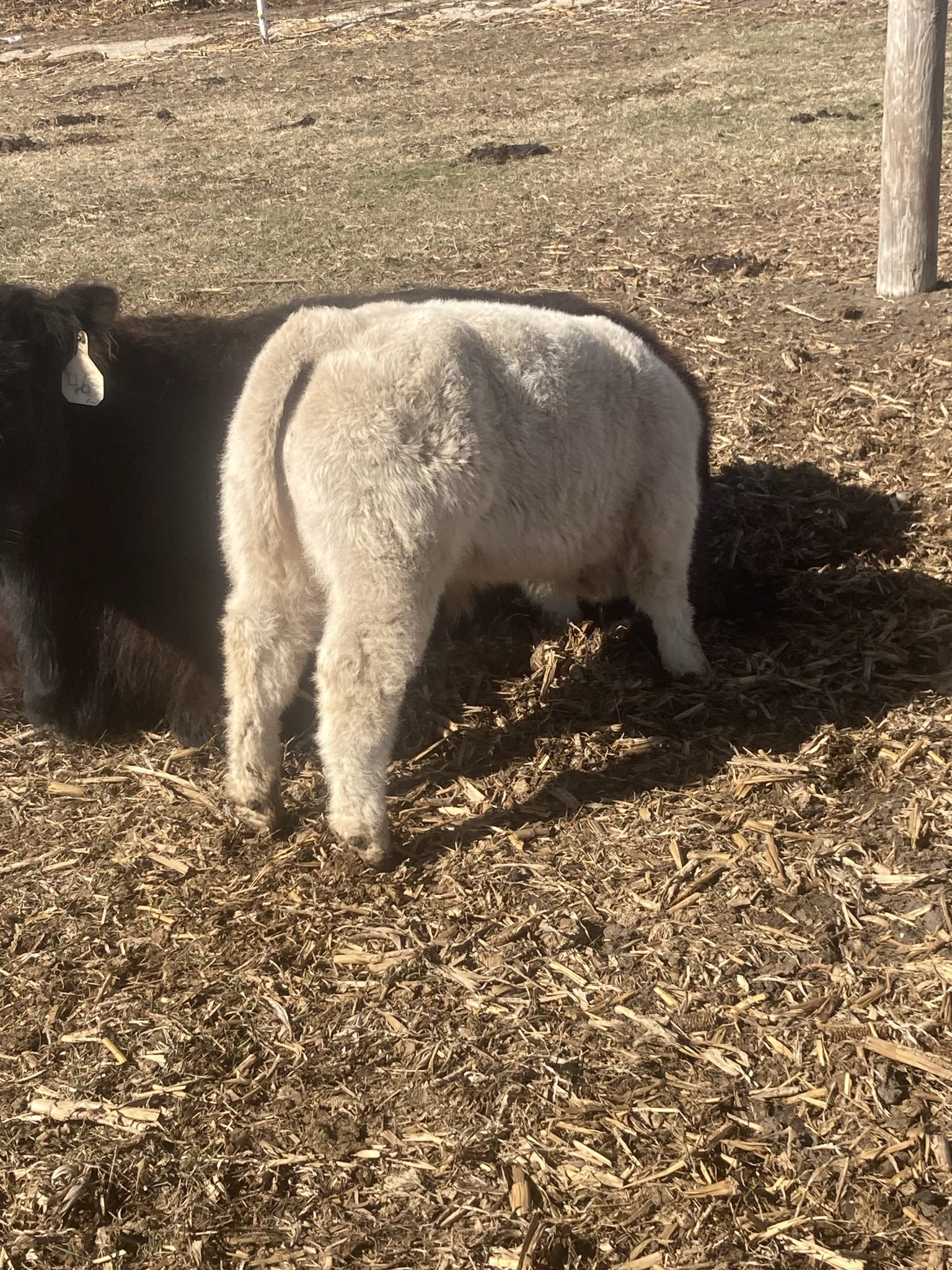 Updated pic of Trustworthy Str should have left him a bull 78 lbBW Al ...