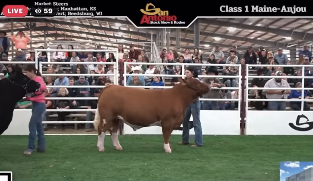 2023 San Antonio Champion Light Weight Maine sired by Red Rocky ...