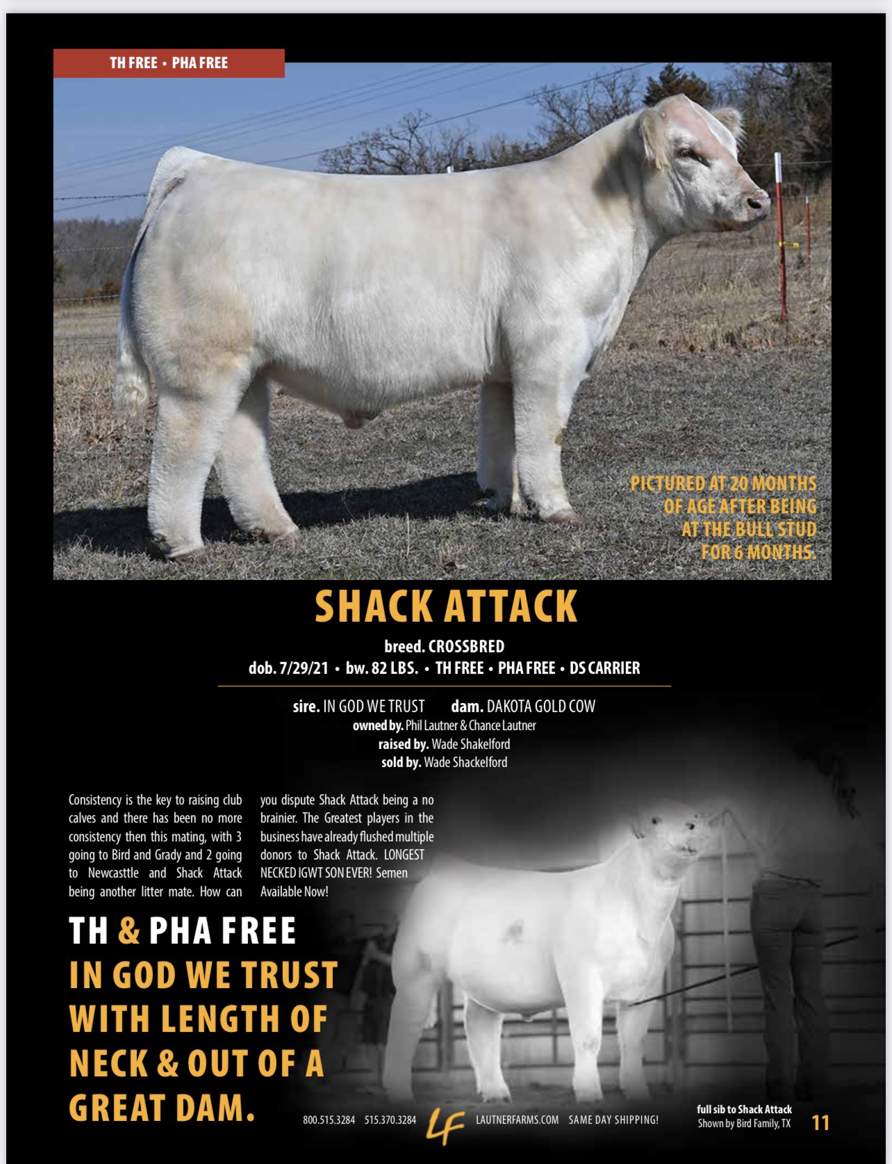 Shack Attack semen available now!! 800.515.3284 | Lautner Farms