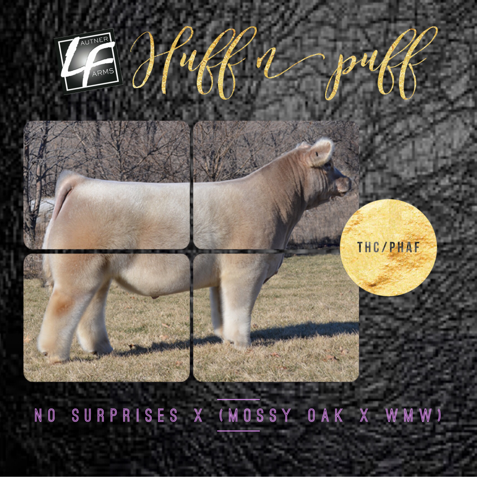 Huff N Puff bull for sale & raised by Dan and Mike McDonough of ...