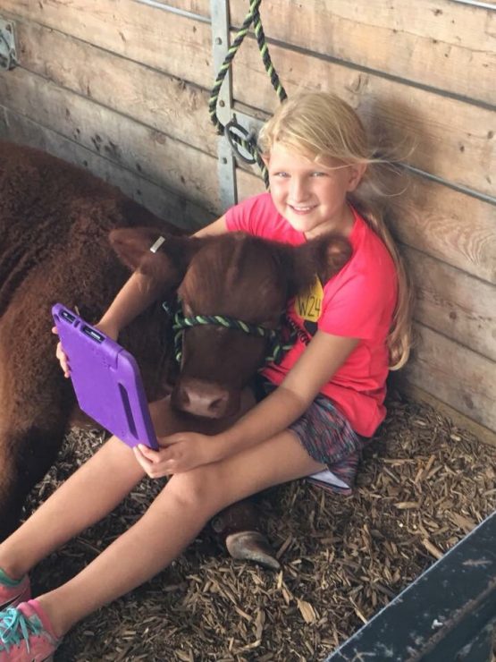 Huff N Puff heifer is as tame as a puppy | Lautner Farms