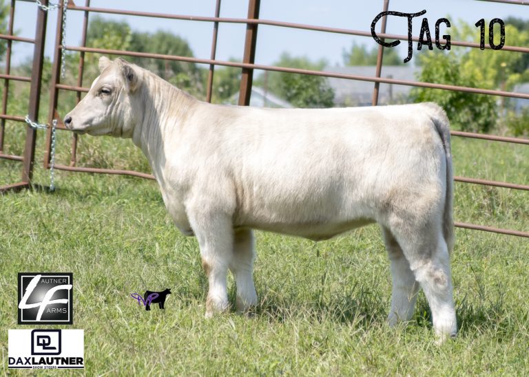 We have a nice set of steers & heifers with potential to be your 4-H ...
