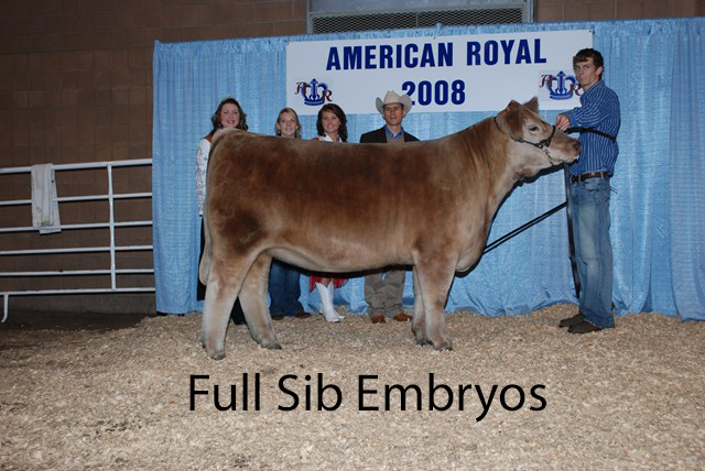 Allan McDaniel Selling Full sib embryos to Faber’s Chantel (Heatwave x ...
