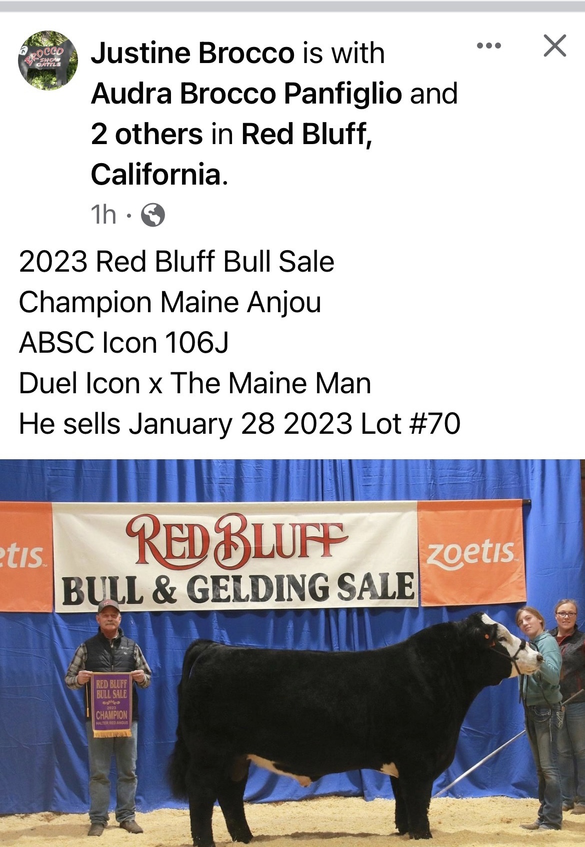 2023 Champion Maine Anjou Bull Red Bluff sired by ICON | Lautner Farms