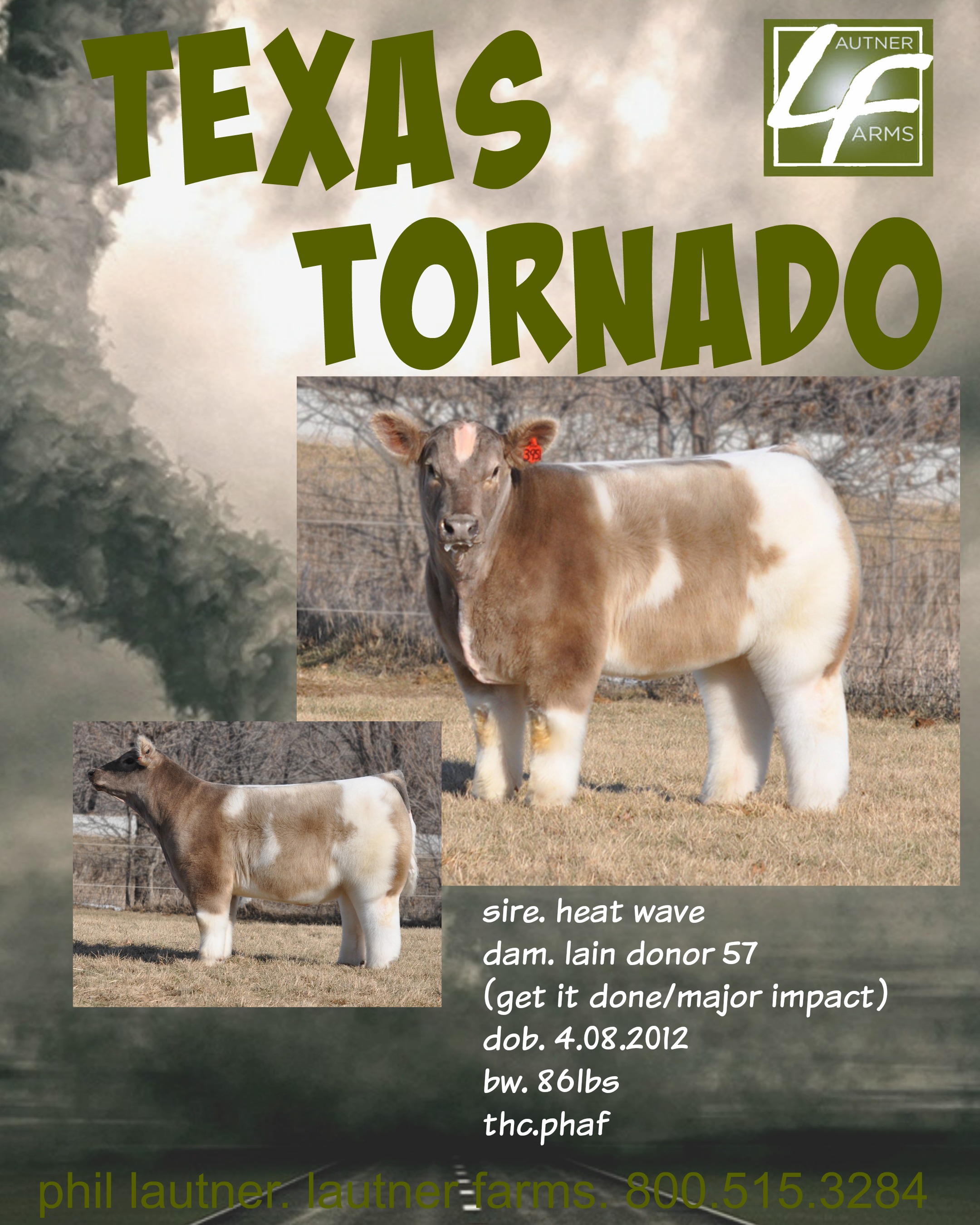 Tornado And Cow