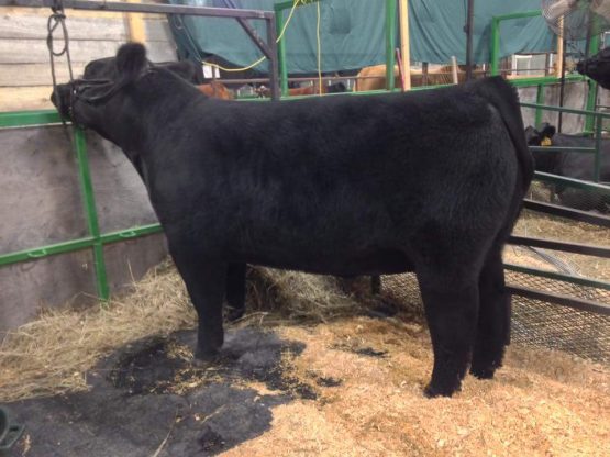 From Mark Piller | Lautner Farms